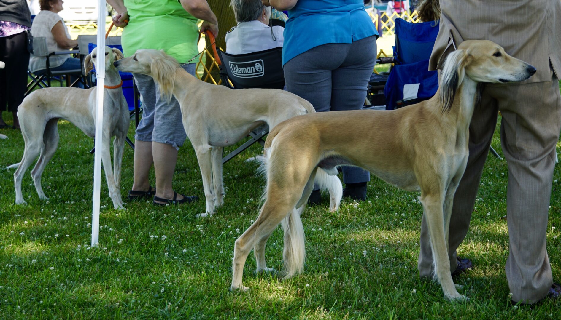 The Ann Arbor Kennel Club Dog Show - DailyDogDevotional's
