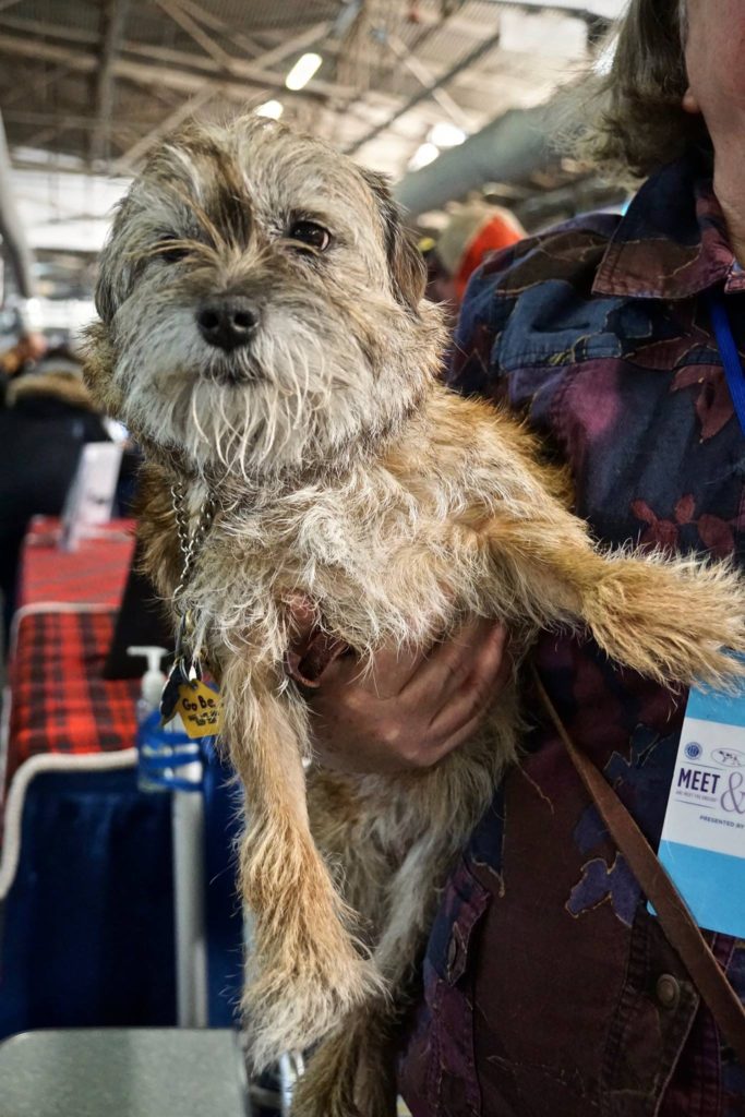 Meet the Breeds in New York City - Dogs Outside The Ring